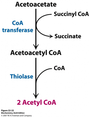 Exogenous Ketones: What They Are, Benefits of Use and How They Work ...